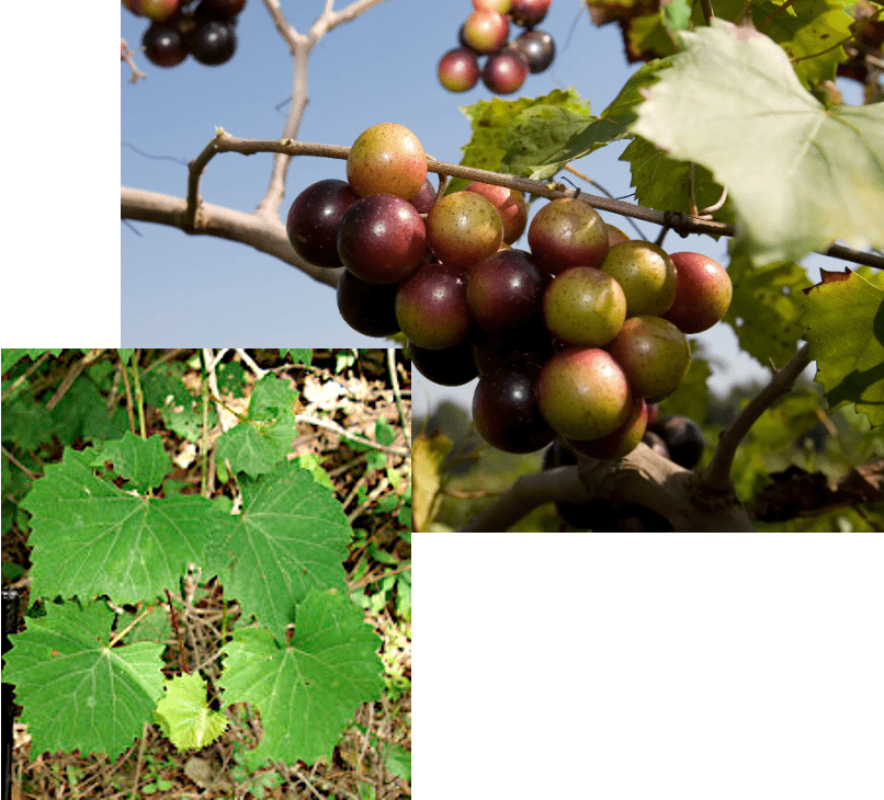 Texas Native Grapes: Know Them, Grow Them… Cherish Their Worldwide ...