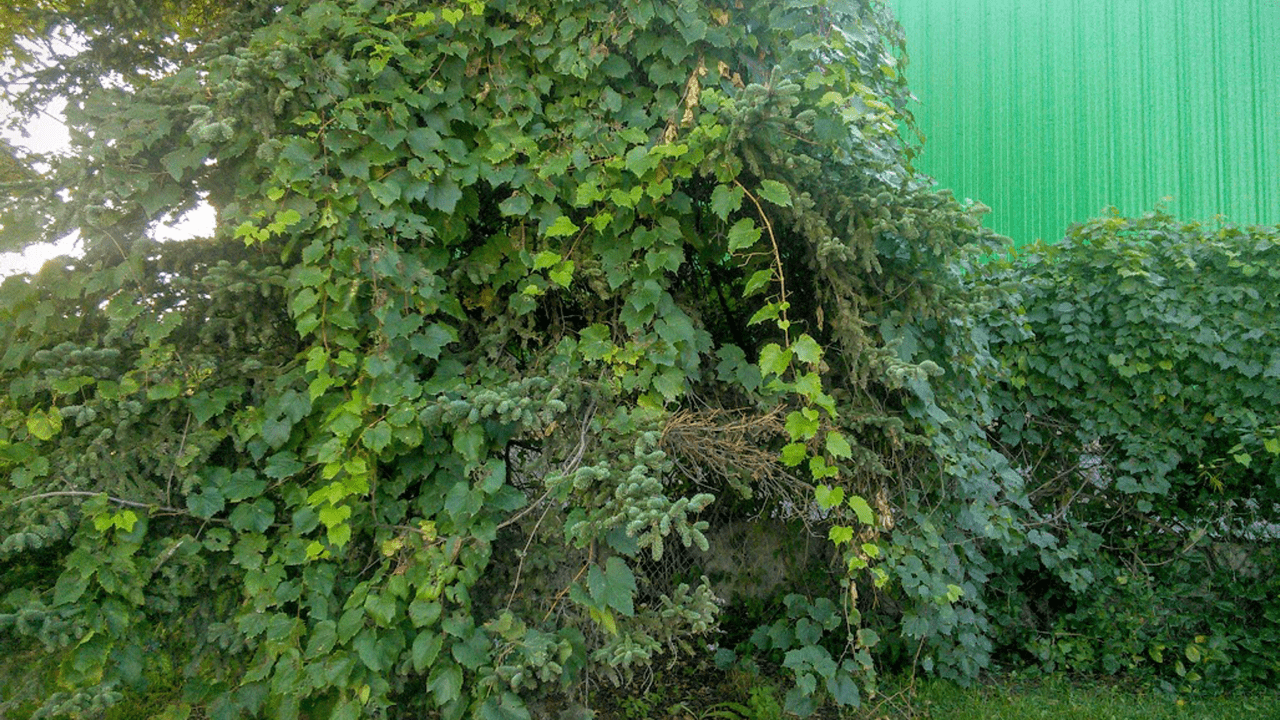 Texas Native Grapes: Know Them, Grow Them… Cherish Their Worldwide ...