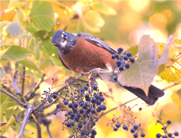 Texas Native Grapes: Know Them, Grow Them… Cherish Their Worldwide ...